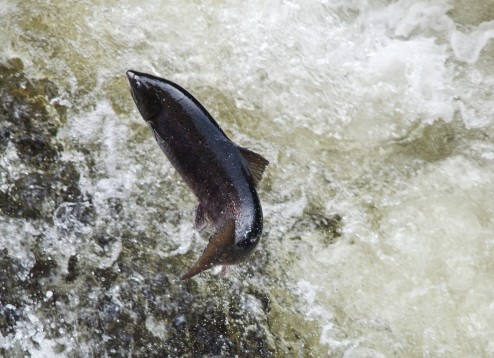 Quel saumon acheter?